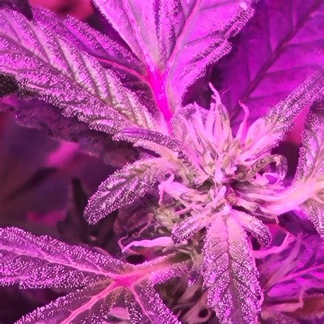 Nitrogen Toxicity Help Rgrowbuddy