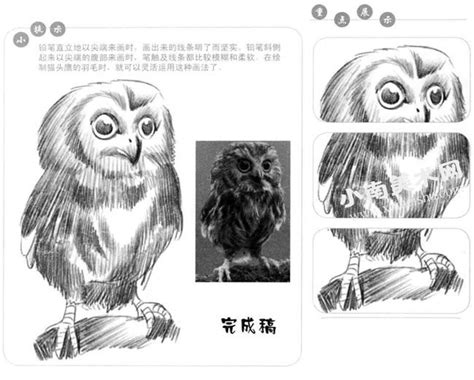 猫头鹰的素描画法步骤图示解析 素描猫头鹰绘制步骤 小南美术网