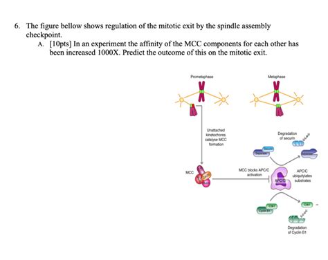 Solved 6 The Figure Bellow Shows Regulation Of The Mitotic