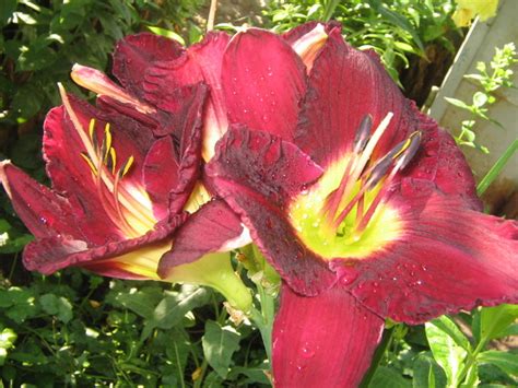 Подскажите названия многолетних цветов не требующих особого ухода Ответы Mail