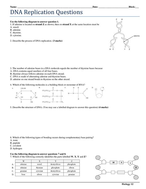 PE Questions DNA Documents DNA Replication Questions Use The Following Diagram To Answer