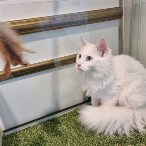 공덕 2022 0087 터키시앙고라 슈슈 책임분양 강아지입양 고양이입양 도그마루 입양케어센터 유기견입양 유기견분양 유기묘분양 강아지파양 고양이파양 유기묘입양