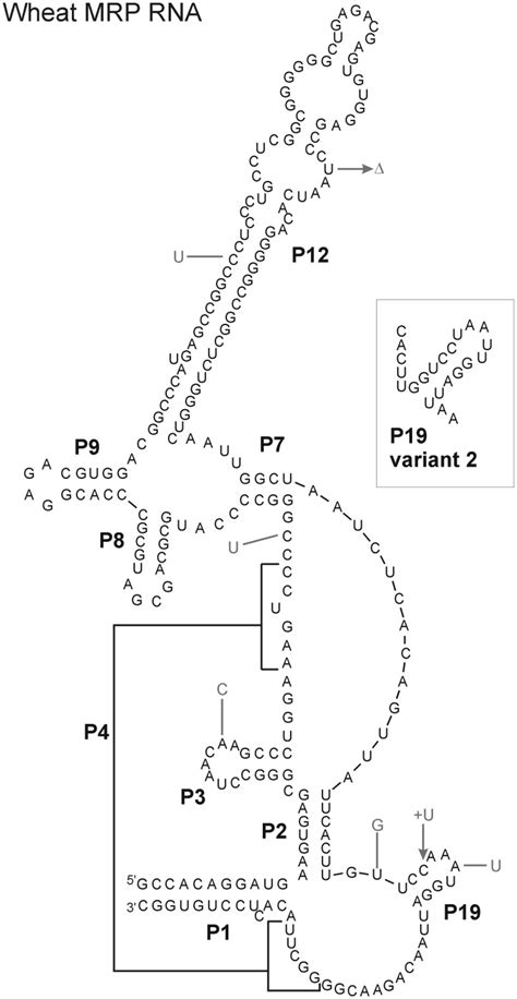 Secondary Structure Of Rnase Mrp Rnas From Wheat The Two Wheat Rnas Download Scientific
