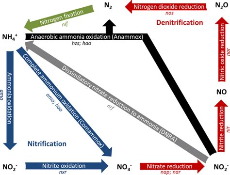 Of The Known Stages Of The Microbial Nitrogen Transformation Cycle Download Scientific Diagram