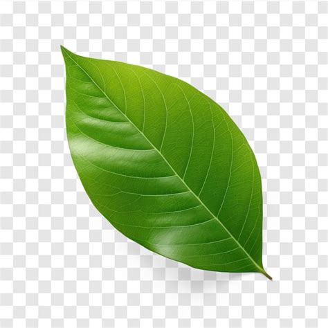 Зеленый лист изолированный на прозрачном или белом фоне Psd Премиум Psd Файл