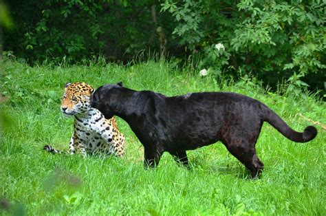 40 Free Panter Sesi And Drunk Images Pixabay