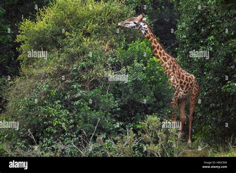 Masai Giraffe Giraffa Camelopardalis Tippelskirchi Male Browsing