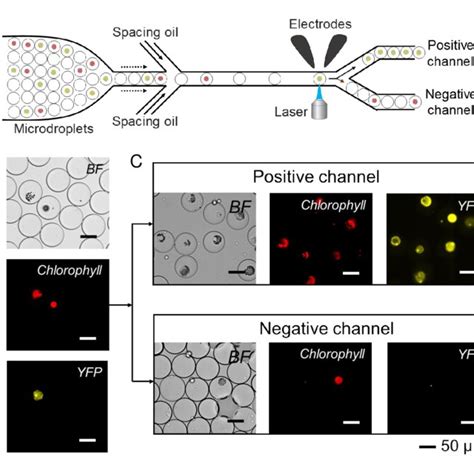 Pdf Droplet Based Microfluidic Analysis And Screening Of Single Plant