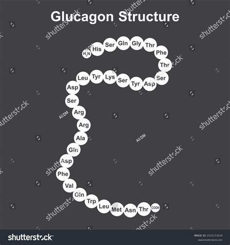 Scientific Designing Glucagon Structure Isolated On Stock Vector Royalty Free 2121173219
