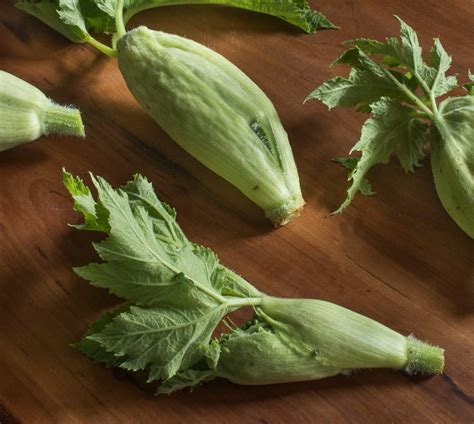Cow Parsnip Identification Edible Parts And Cooking