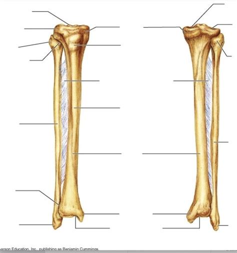 Labelling Parts Of The Tibia And Fibula Diagram Quizlet
