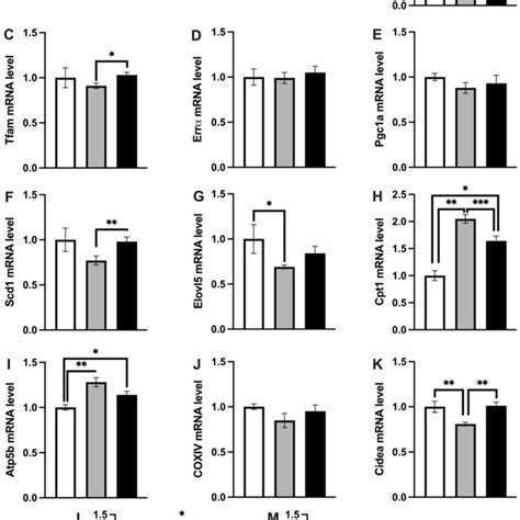 Histology Of Brown Adipose Tissue And Brown Adipose Tissue Metabolic