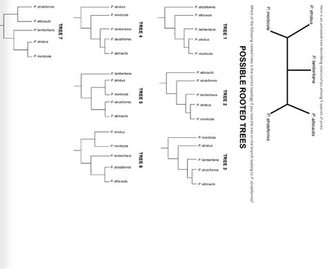 Solved Here Is An Unrooted Tree Describing Relationships