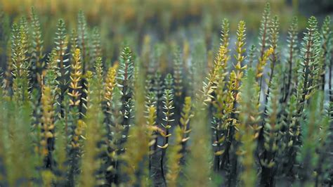 Therapy Isabelle Morley Psyd Boston Ma