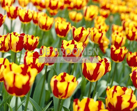 Tulip Helmar 50 Pce De Vroomen Us