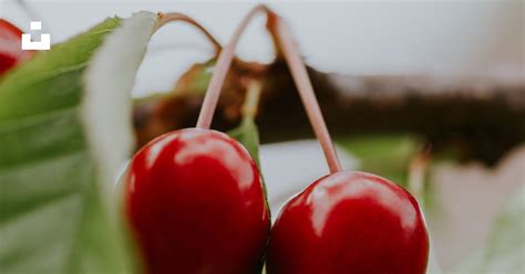 녹색 잎이 있는 나무에 매달려 있는 두 개의 체리 사진 Unsplash의 무료 버찌 이미지