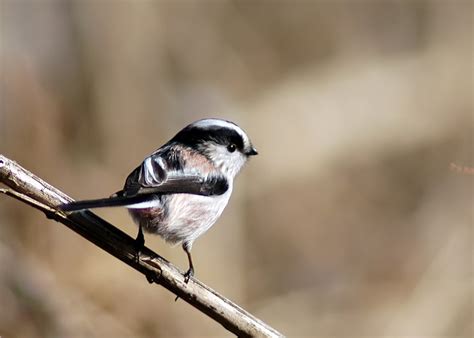 フリー素材無料写真 森の父さん花鳥風穴 エナガ