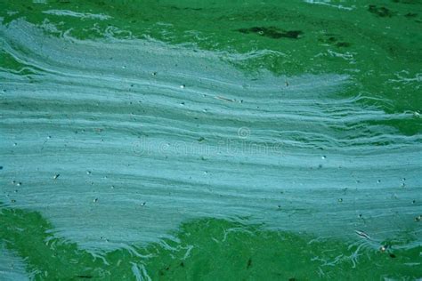 Blue Green Algae On A Lake In Denmark Stock Image Image Of Polluted