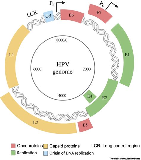 Hpv Integration And Cervical Cancer A Failed Evolutionary Viral Trait Trends In Molecular Medicine