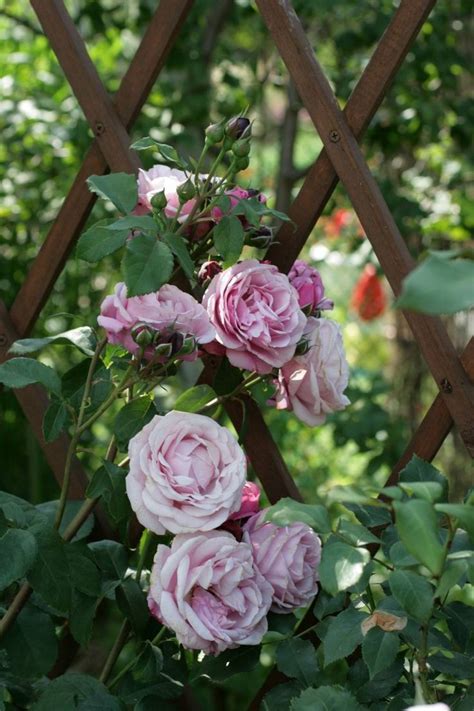 Роза Жасмина: описание особенностей ухода, размножение | Rose photos ...