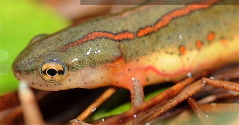 MATRIXSYNTH Noise Engineering Newt Year Sale For A Good Cause