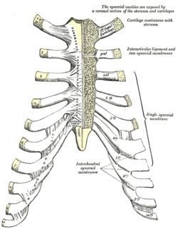 Costal Cartilage Wikipedia