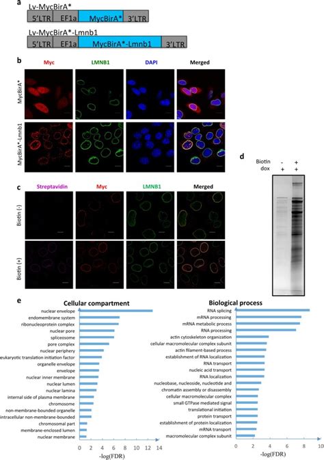 Macroh2a1 Associates With Nuclear Lamina And Maintains Chromatin Architecture In Mouse Liver