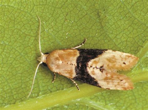 Има и еднопоясен вредител по лозите Български Фермер