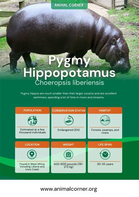 Pygmy Hippopotamus Size Pygmy Hippo Facts Diet Habitat And Pictures
