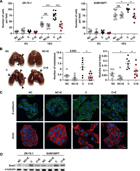 The Metabolic Crosstalk Between Adipocytes And Breast Cancer Cells Download Scientific Diagram