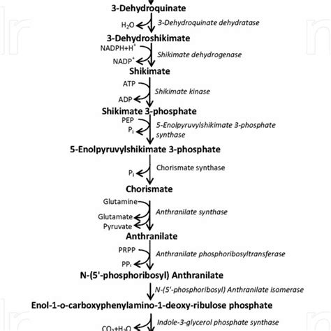 Tryptophan Synthesis Download Scientific Diagram