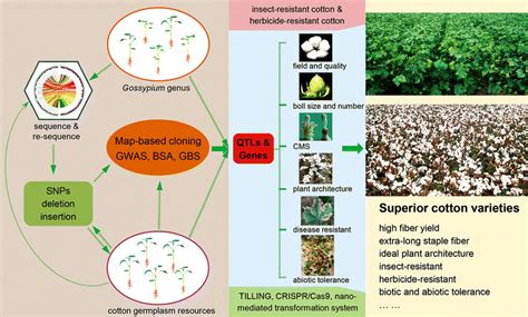 A Scheme Of The Sequential Research Processes Of Genome Based Breeding Download Scientific