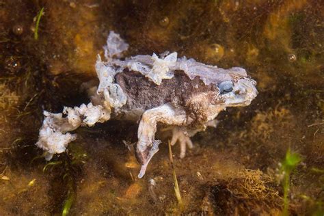 Nearly 100 Species Of Frogs Toads And Salamanders Wiped Out By Fungus
