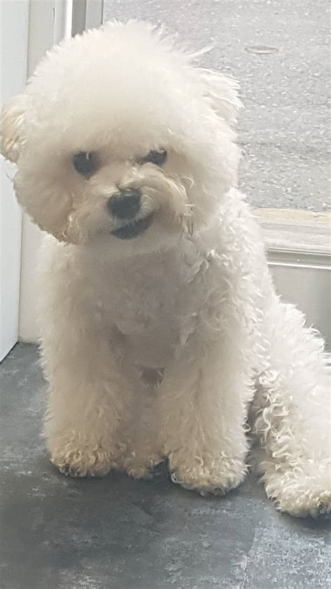 강아지한테 비웃음 당한적 있니 인스티즈 Instiz 이슈 카테고리