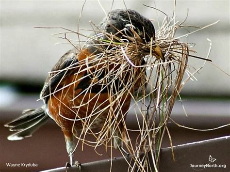 Building A Robin Nest