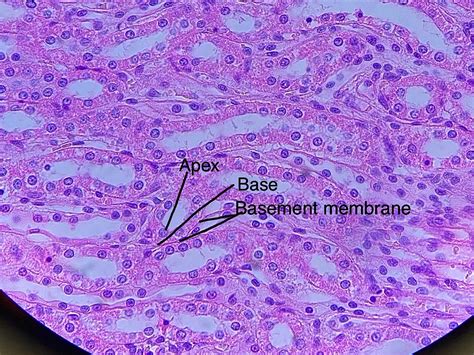 Simple Cuboidal Epithelium 9386 Hot Sex Picture