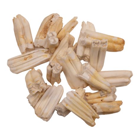 Real Blesbok Tooth Single — Skulls Unlimited International Inc