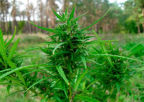 რამოდენიმე საინტერესო ფაქტი კანაფზე საინტერესო ფაქტები კანაფზე