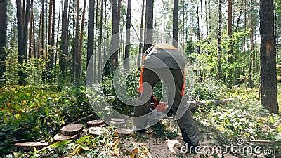 Deforestation Forest Cutting Concept Felled Tree Is Getting Cut Into Pieces By An Axeman Stock