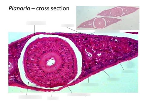 Planaria Under Microscope Labeled