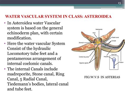 Water Vascular System In Echinodermata 1 Pptx