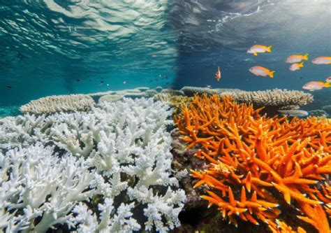 Bleached And Broken The Global Coral Crisis Beneath The Waves
