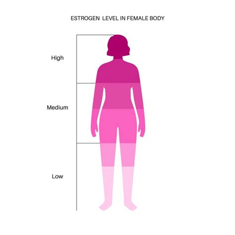 Female Structure Vectors And Illustrations For Free Download