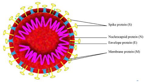 Progress And Prospects On Vaccine Development Against Sars Cov 2
