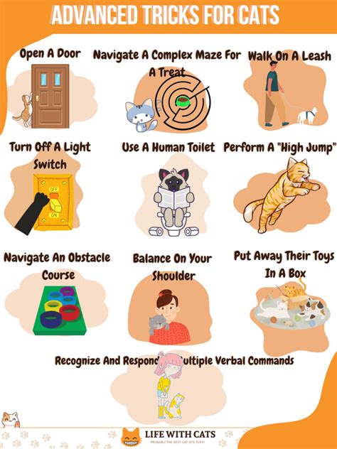 30 Cat Tricks To Teach Your Cat Steps Benefits Tools And Tips