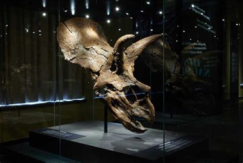 Triceratops Skull On Display At The Berlin Naturkundemuseum