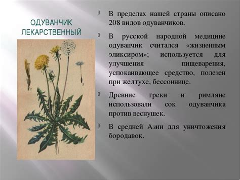 Рассказ про растение Рассказ про любое растение 3 класс