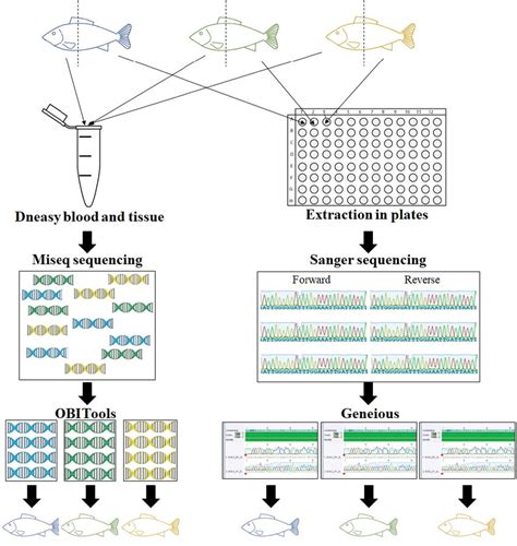Experimental Setup Of This Study For Sanger And Metabarcoding Analysis