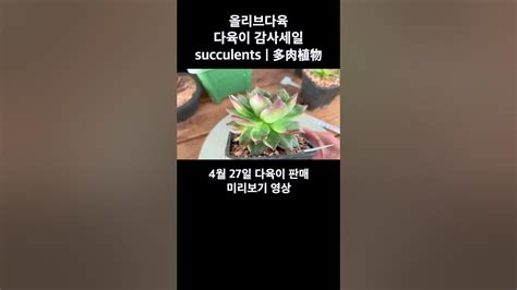 4월 27일 목요일 다육이 모닝세일 미리보기 多肉植物 다육이들 Suculentas Shorts Youtube