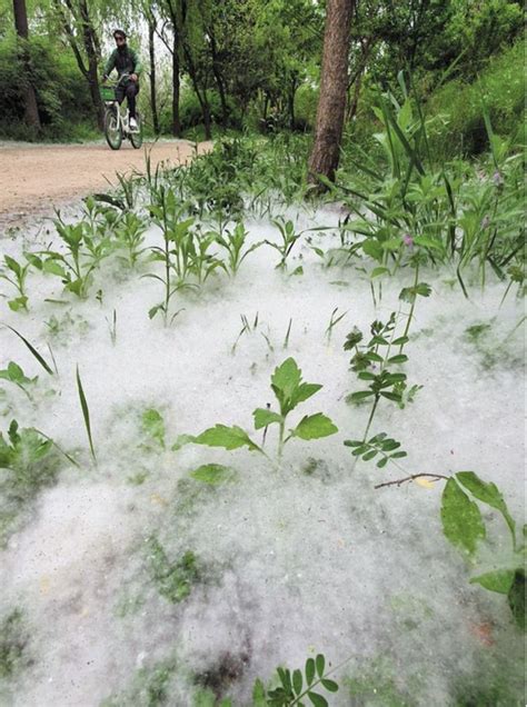 꽃가루 알레르기 꽃 탓이 아니다 주범은 바로 이 나무 조선일보 20230417 새소식 한국 꽃가루알레르기 연구협회